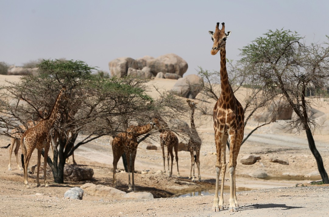 US Scientist, Son Badly Injured in Giraffe Attack